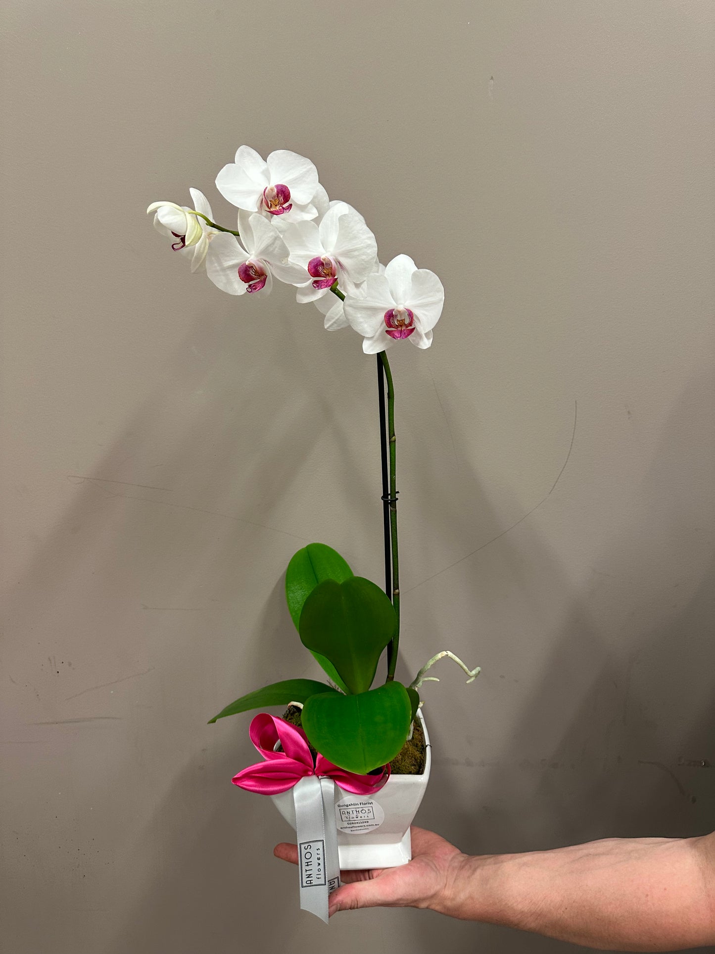 Single Stem Phalaenopsis Orchid Plant Anthos Flowers